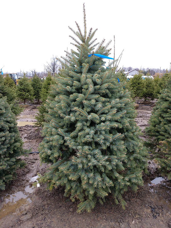 Evergreen - Briar Rose Nurseries