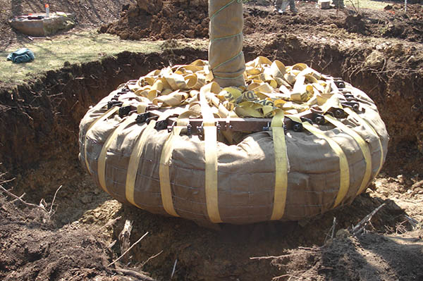 Large Tree Transplanting - Briar Rose Nurseries