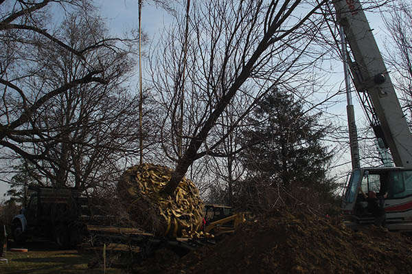 Large Tree Transplanting - Briar Rose Nurseries