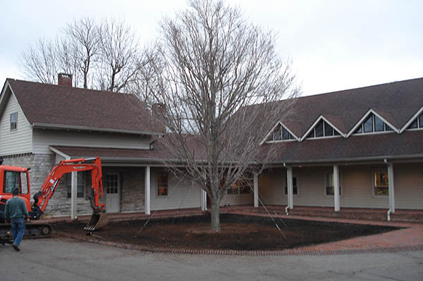 Large Tree Transplanting - Briar Rose Nurseries