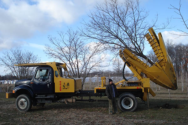 Large Tree Transplanting - Briar Rose Nurseries