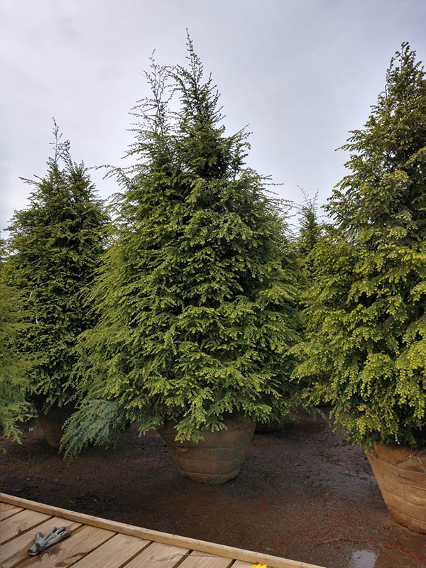 Evergreen - Briar Rose Nurseries