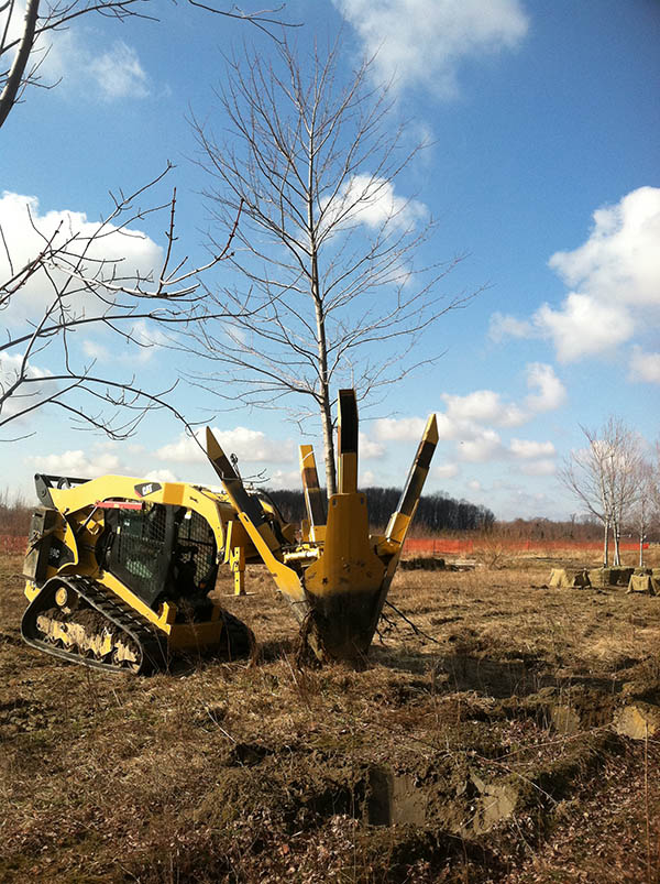 Large Tree Transplanting - Briar Rose Nurseries