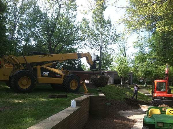 Large Tree Transplanting - Briar Rose Nurseries