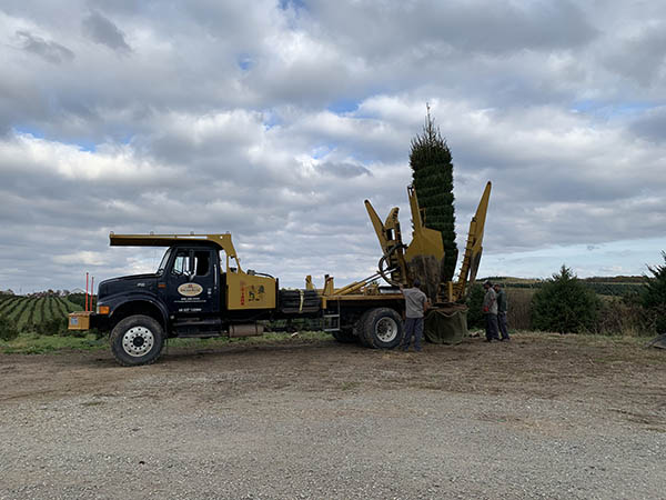 Large Tree Transplanting - Briar Rose Nurseries
